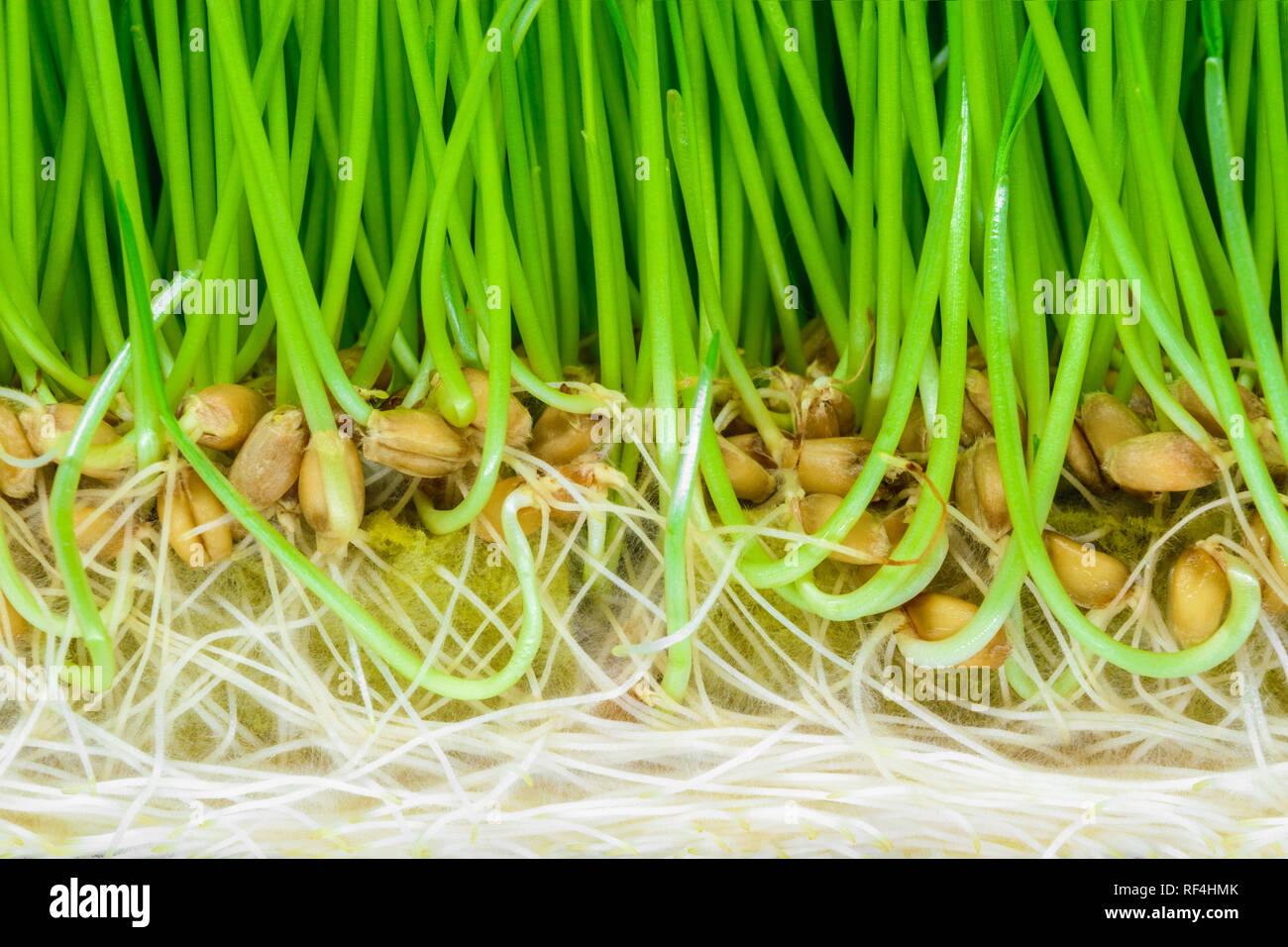 Wheat roots hi-res stock photography and images - Alamy