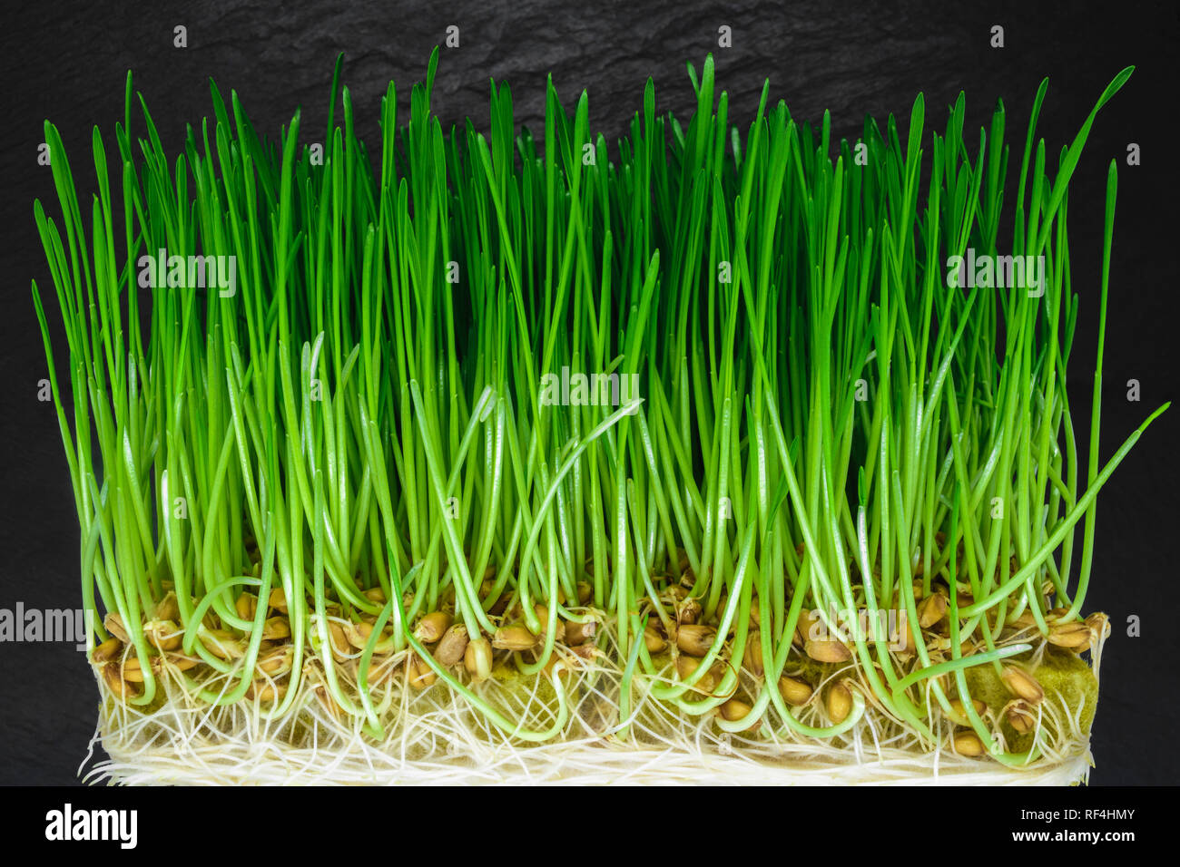 Wheat Plant Roots Stock Photos & Wheat Plant Roots Stock Images - Alamy