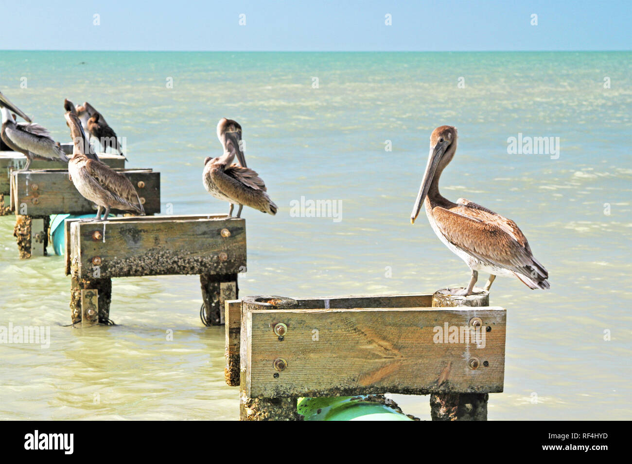 Stand by pelicans hi-res stock photography and images - Alamy