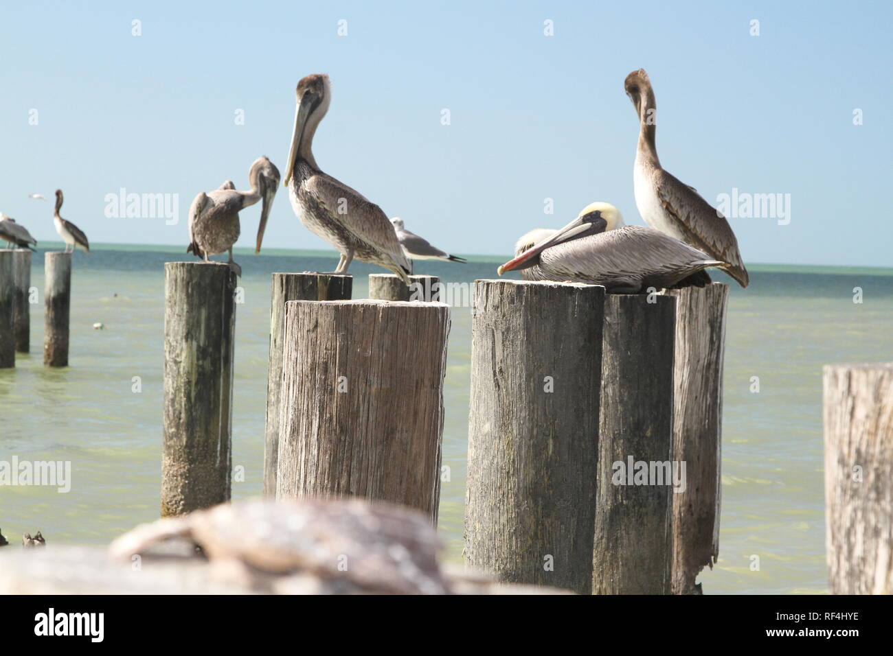 Pelicans and birds sitting on wood perches on the ocean Stock Photo - Alamy