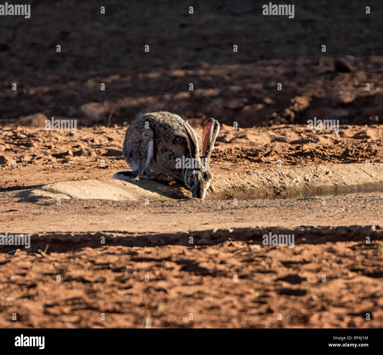 Cape hare lepus capensis portrait hi-res stock photography and images ...