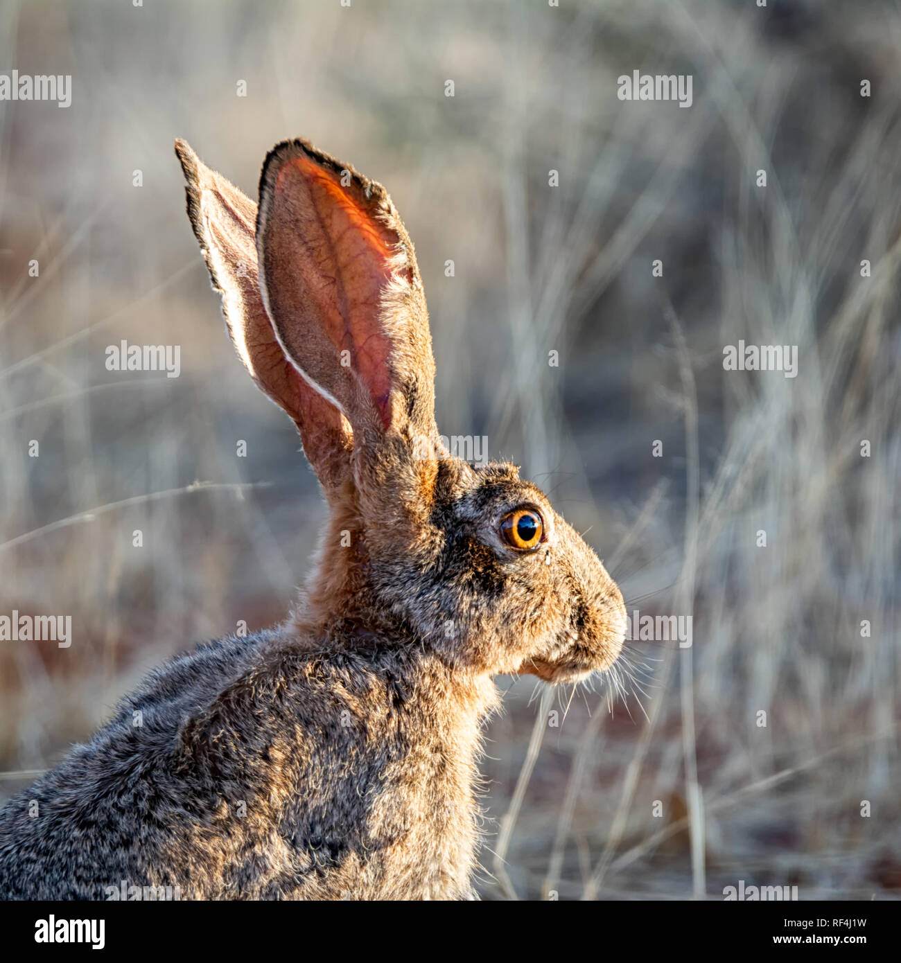 Portrait of a Cape Hare in Southern African savanna Stock Photo - Alamy