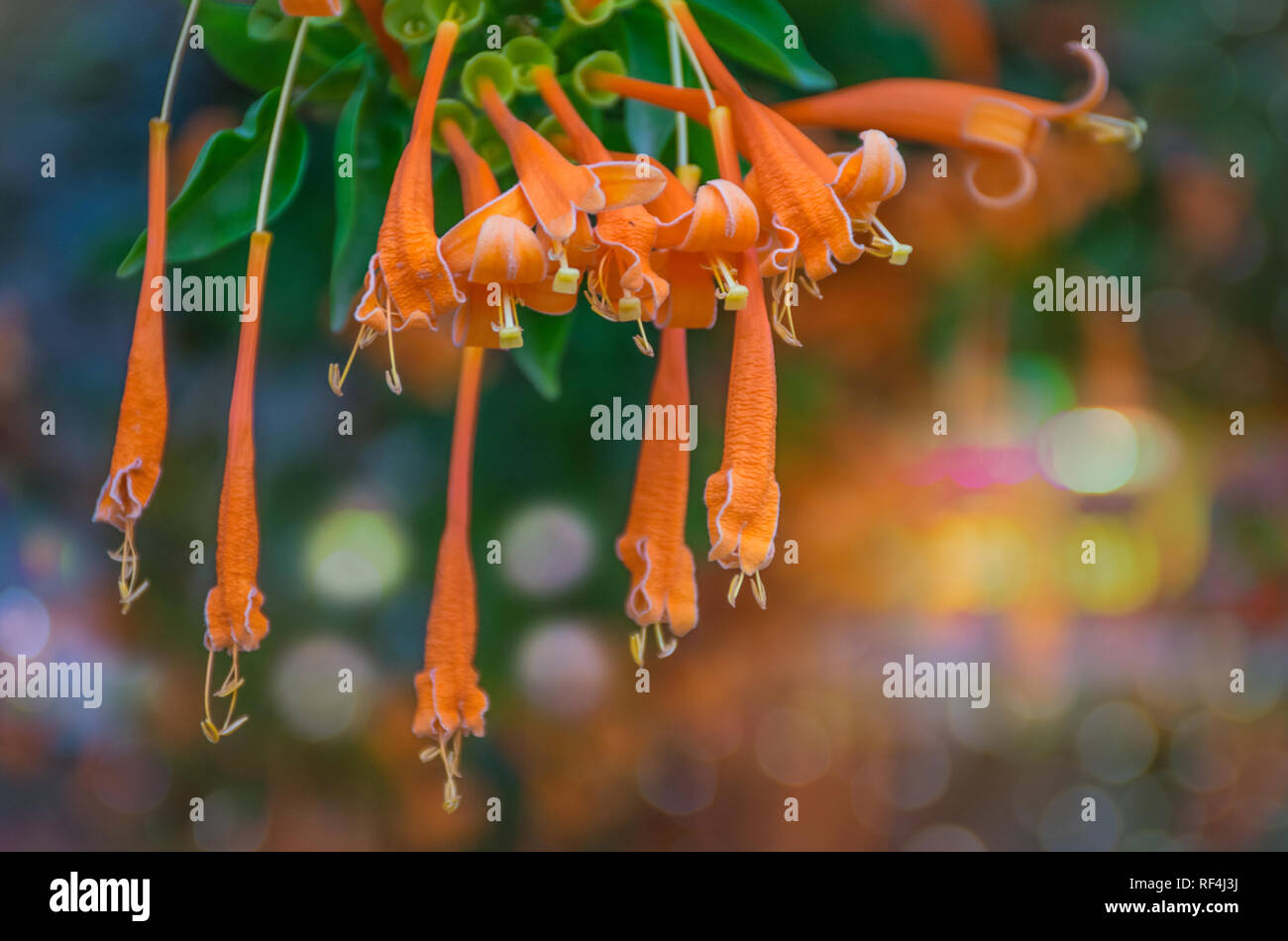Firecracker vine hi-res stock photography and images - Alamy