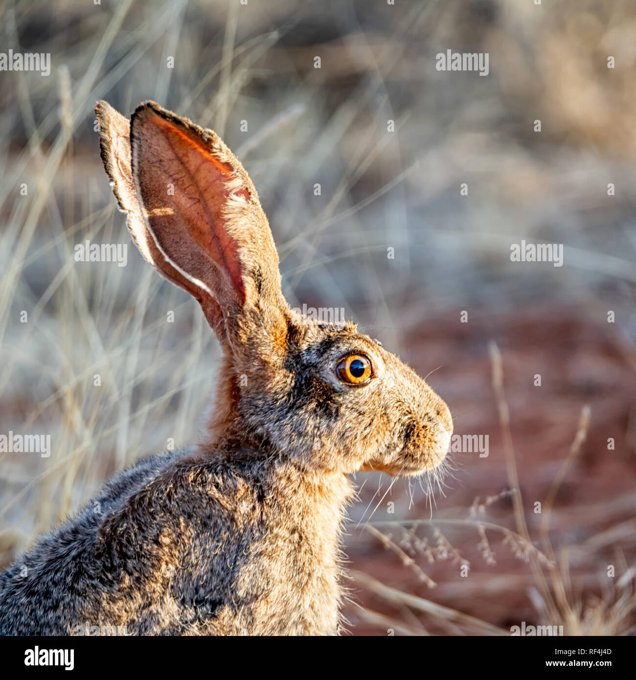 Portrait of a Cape Hare in Southern African savanna Stock Photo - Alamy