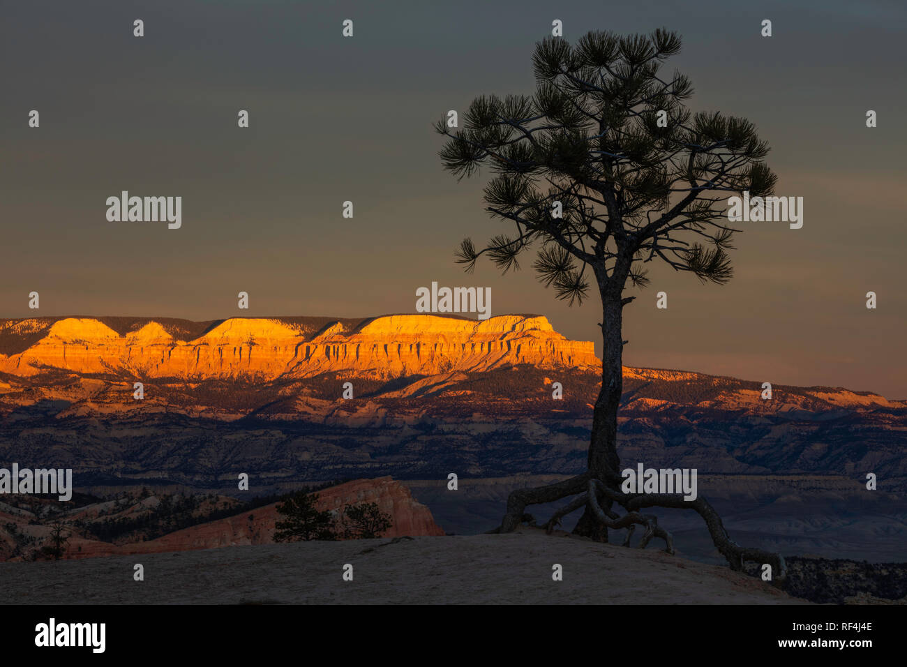 Powell Point and pine tree, Sunrise Point, Bryce Canyon National Park ...