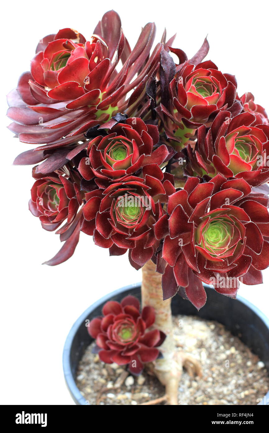 Aeonium Arboreum