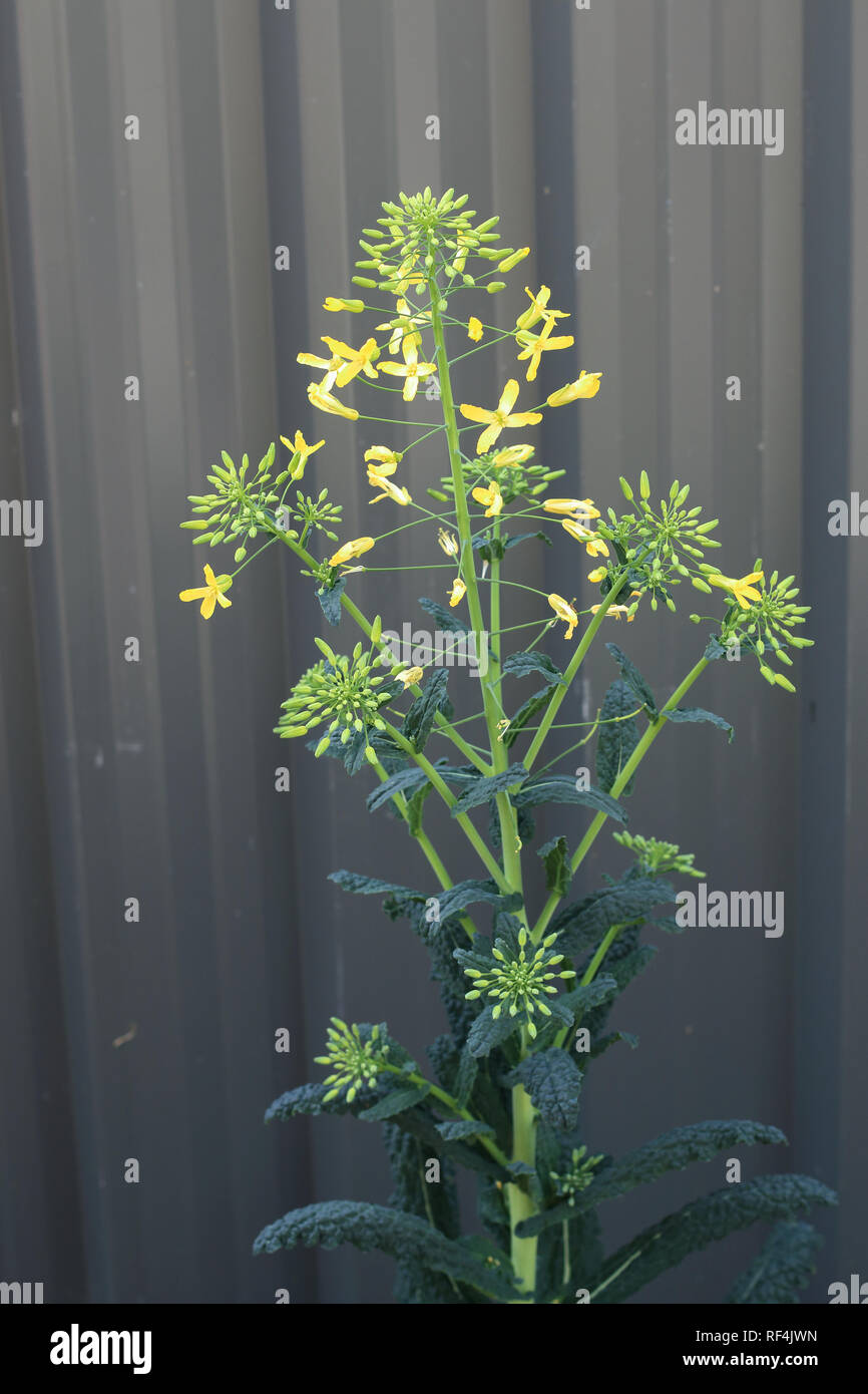 Broccoli flowers hi-res stock photography and images - Alamy