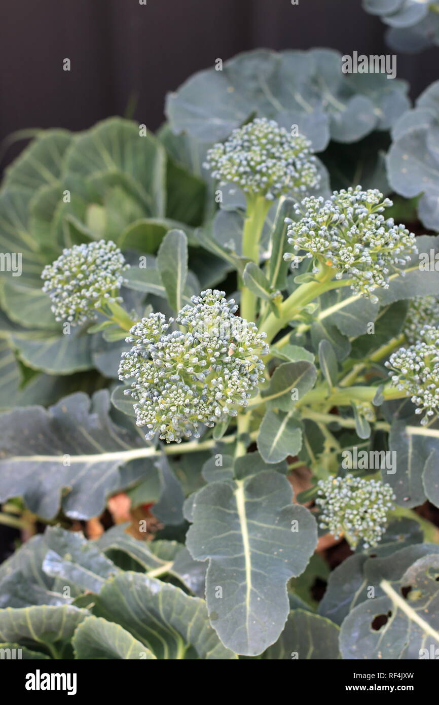 Vegetables planting hi-res stock photography and images - Alamy