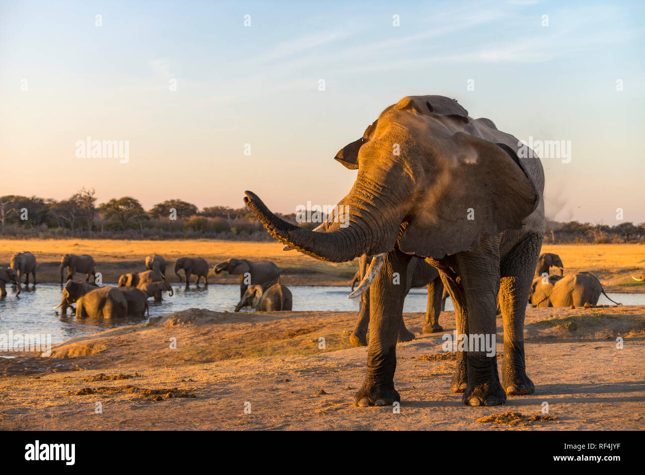 A large Elephant bull flaps his ears in Zimbabwe's Hwange National Park ...