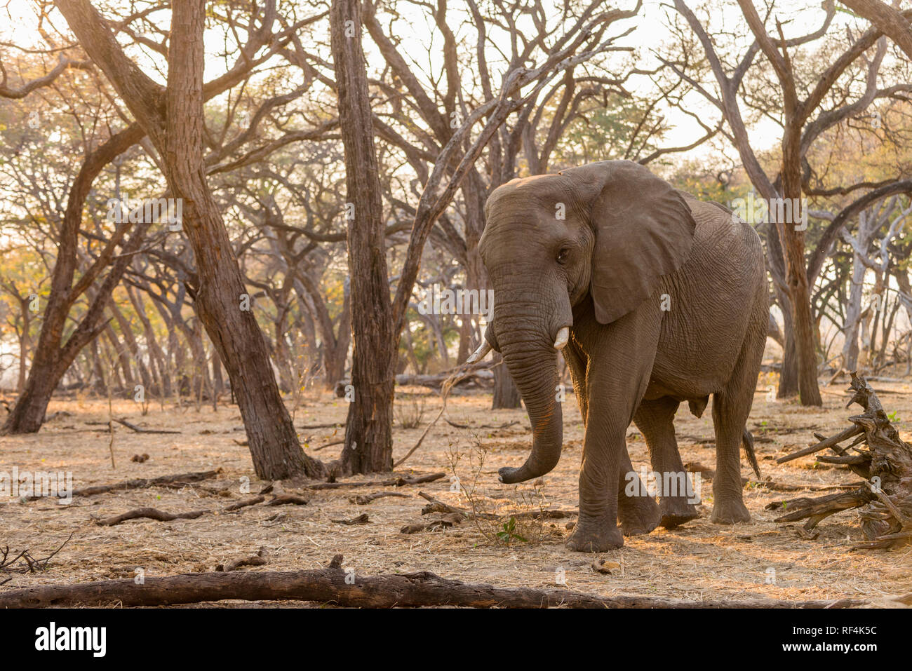 A large African elephant bull seen in a forest in Hwange National Park ...