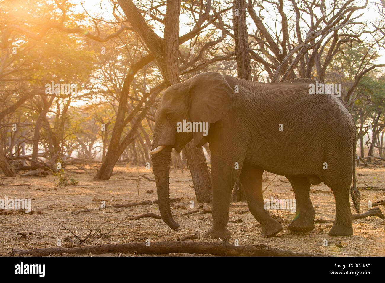 A large African elephant bull seen in a forest in Hwange National Park ...