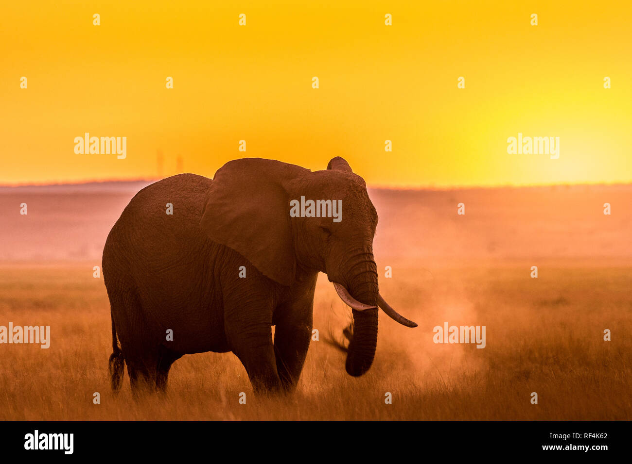 The mighty world of Elephants! Stock Photo - Alamy
