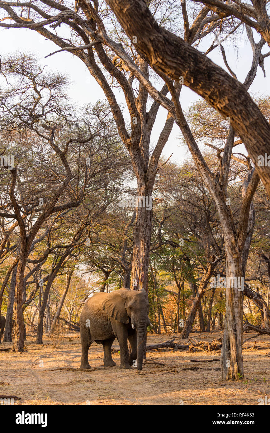 A large African elephant bull seen in a forest in Hwange National Park ...