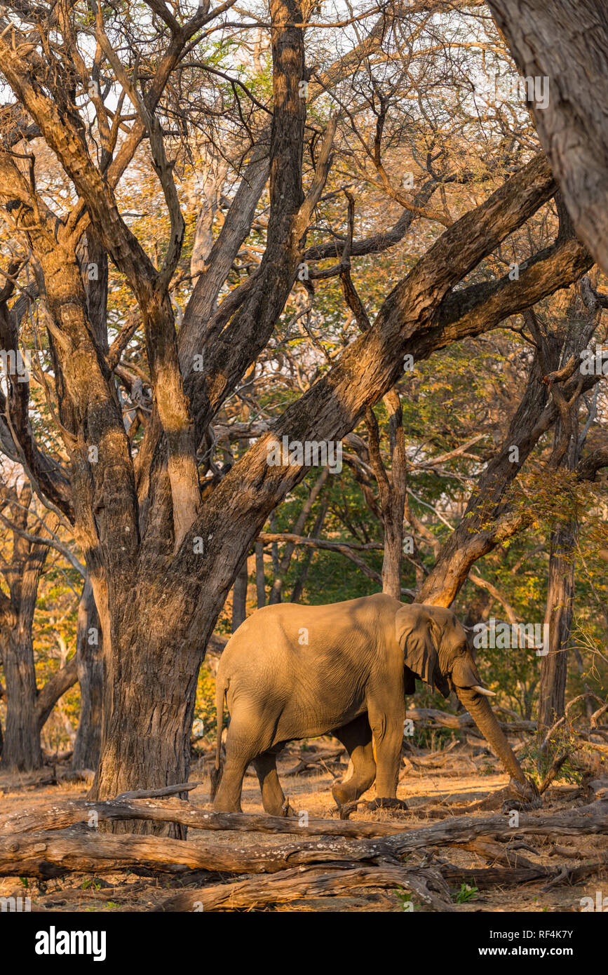 A large African elephant bull seen in a forest in Hwange National Park ...