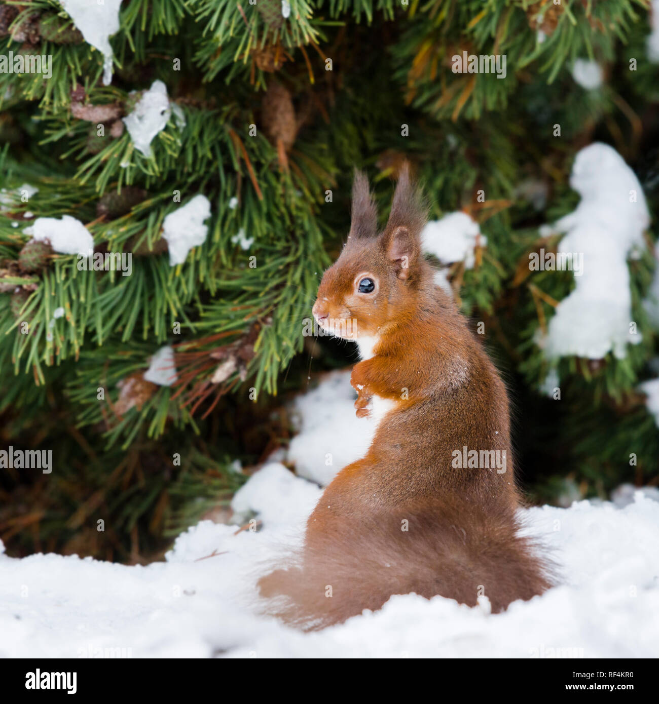 Squirrel red in tree hi-res stock photography and images - Alamy