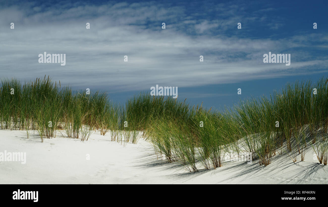 Beach grass on sand dune with a blue sky backdrop, on Farewell Spit ...