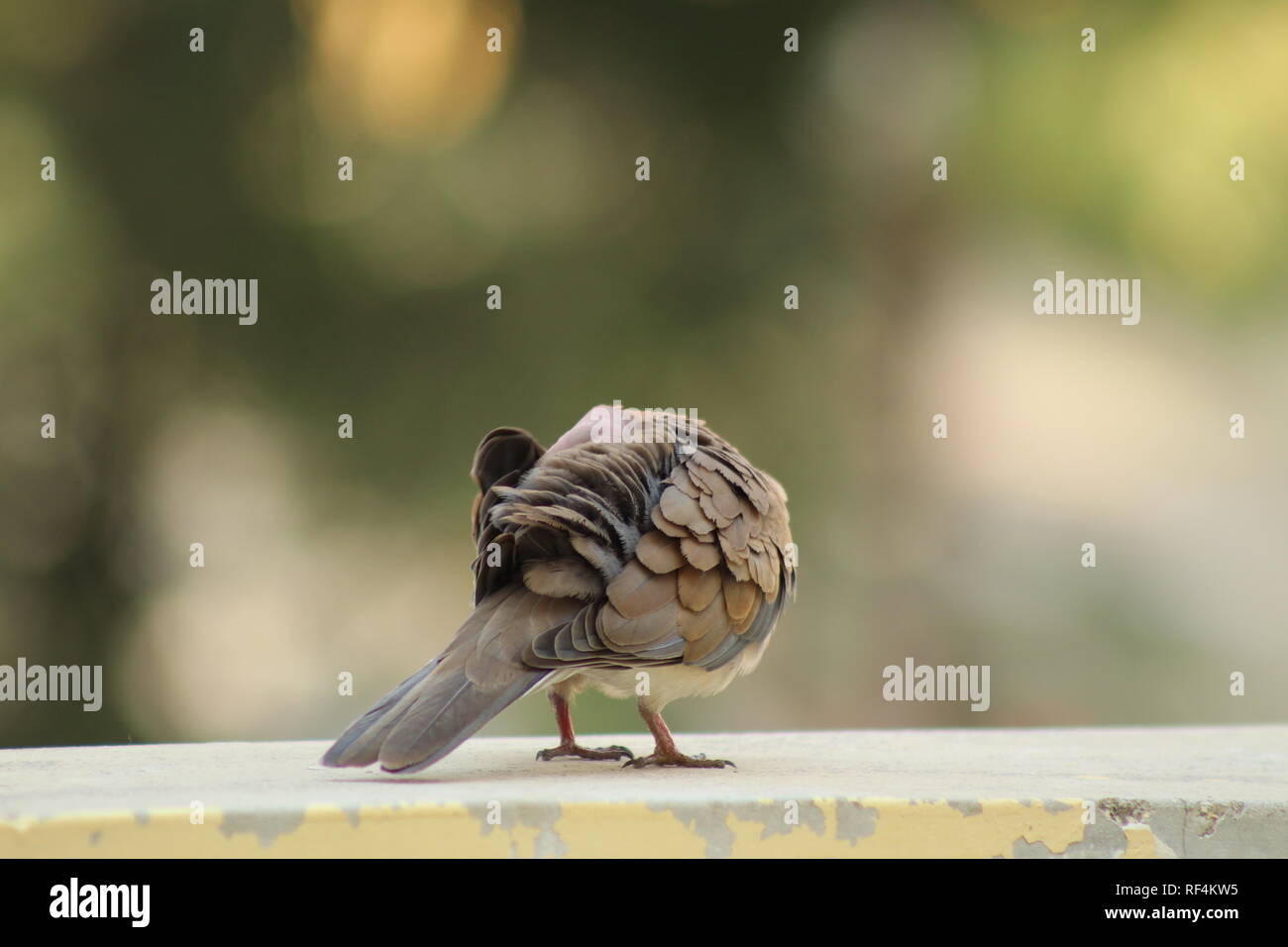 Laughing Dove birds Stock Photo - Alamy