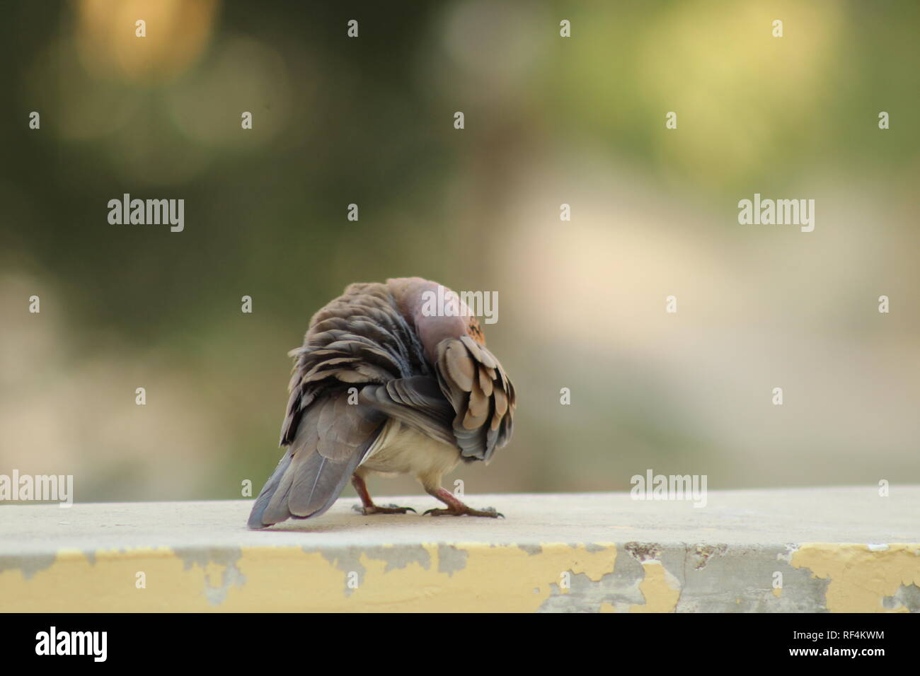 Laughing Dove birds Stock Photo - Alamy