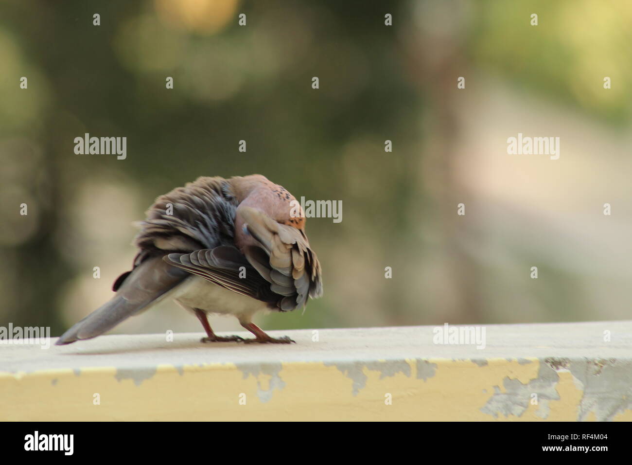 Laughing Dove birds Stock Photo - Alamy