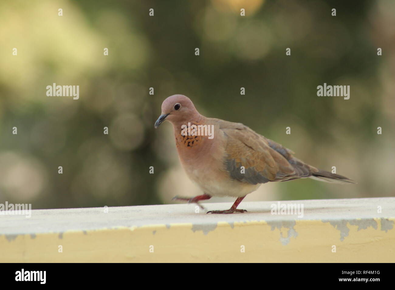 Laughing Dove birds Stock Photo - Alamy