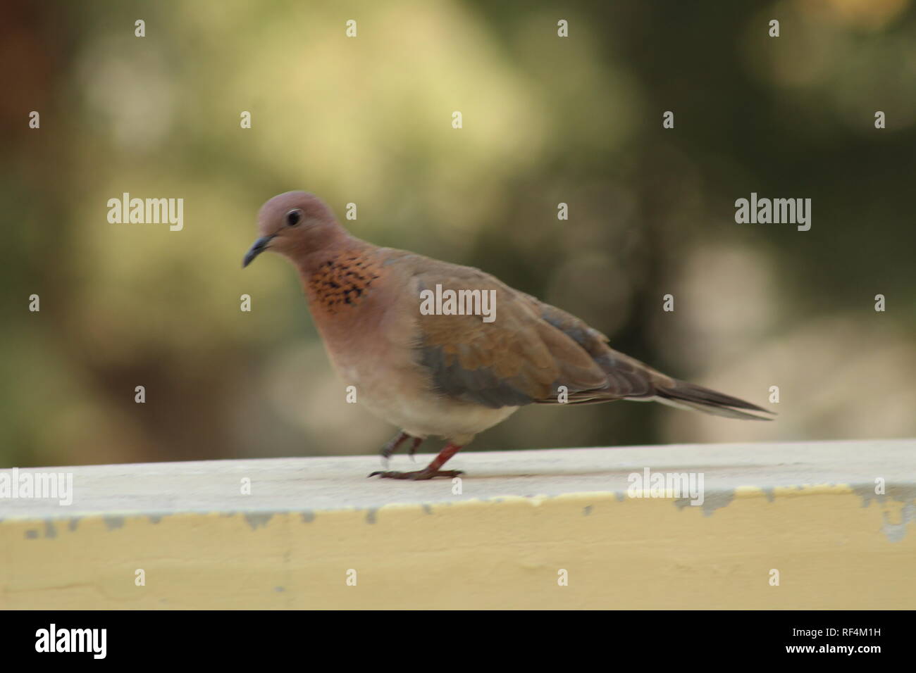 Laughing Dove birds Stock Photo - Alamy
