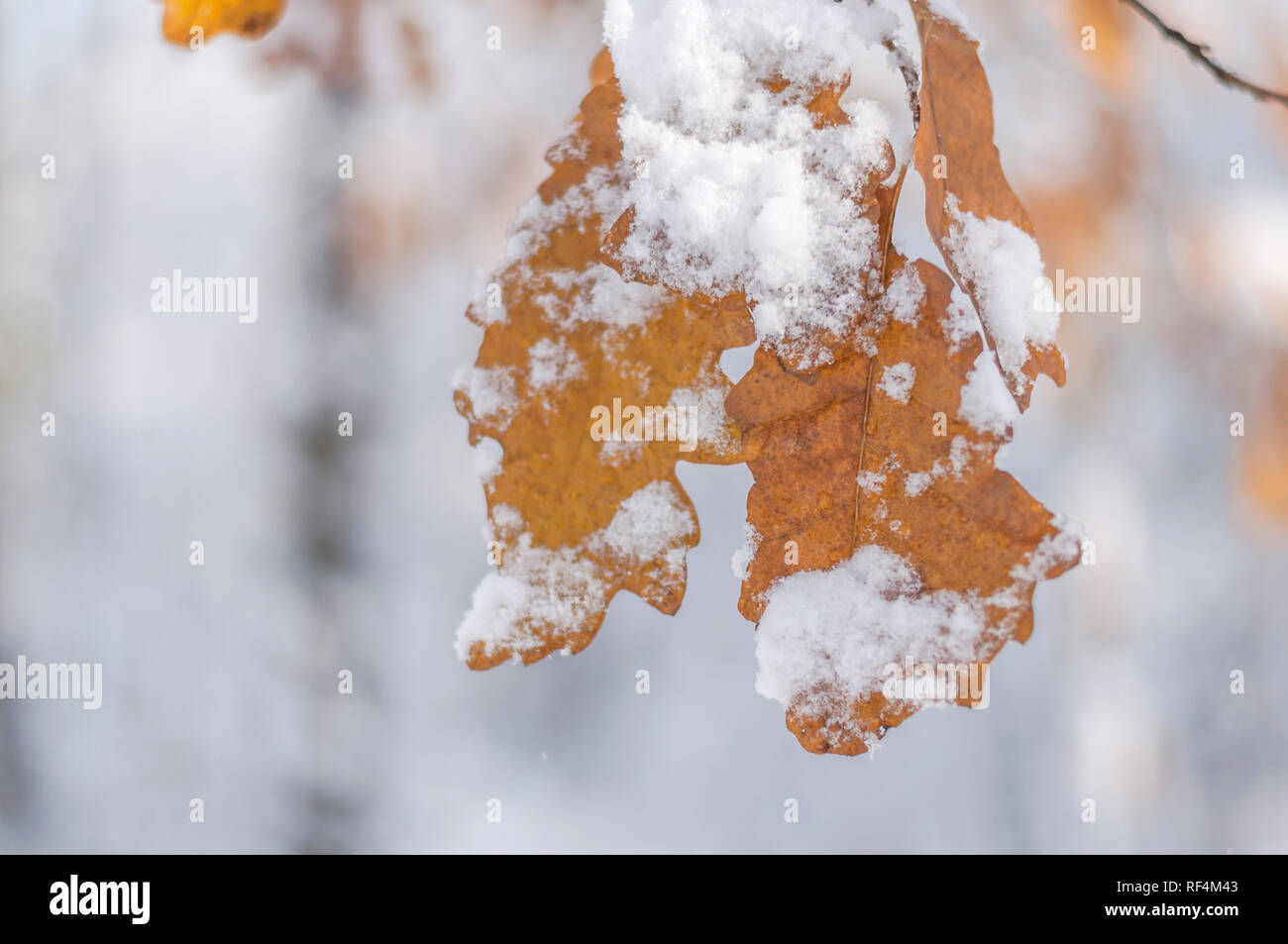 Brown froesty snow covered leaf with forest blurry background Stock Photo - Alamy