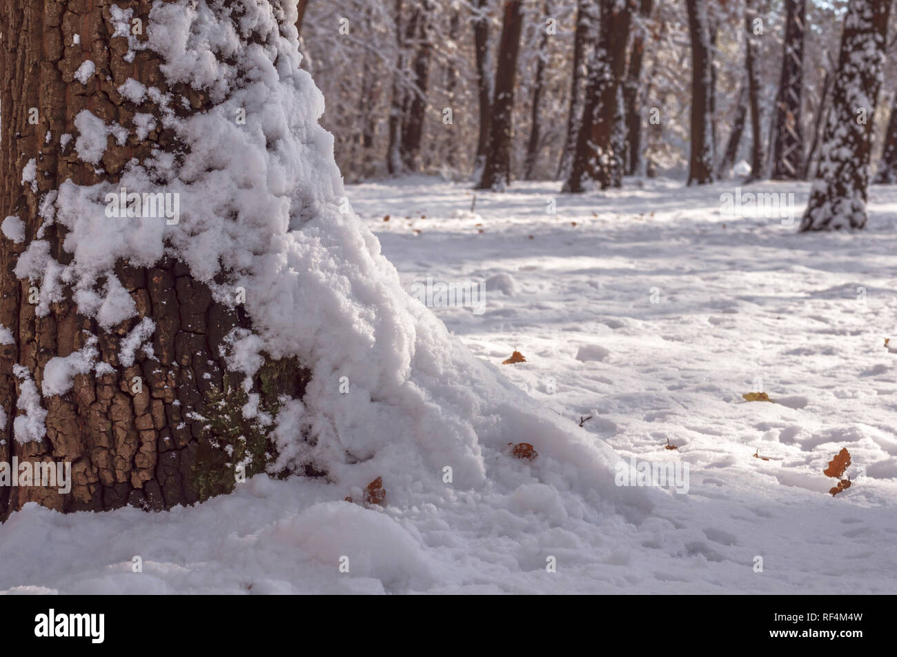 Forest frost tree covered with snow and forest background on cold ...