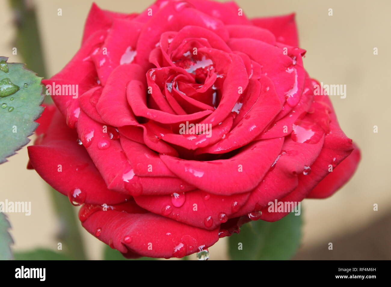 Beautiful red rose and water drop Stock Photo - Alamy