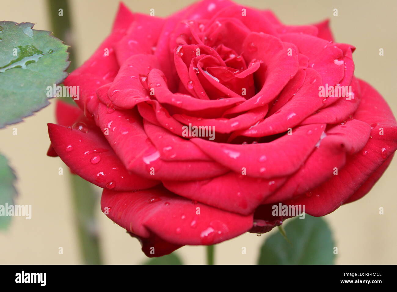Beautiful red rose and water drop Stock Photo - Alamy