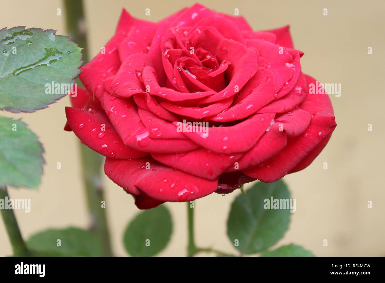 Beautiful red rose and water drop Stock Photo - Alamy