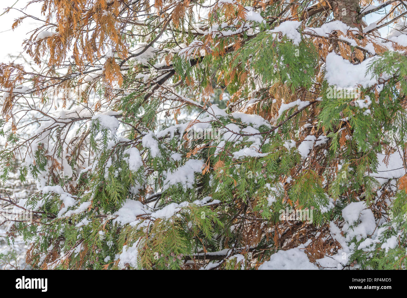 Pine green tree forest background covered with snow Stock Photo - Alamy