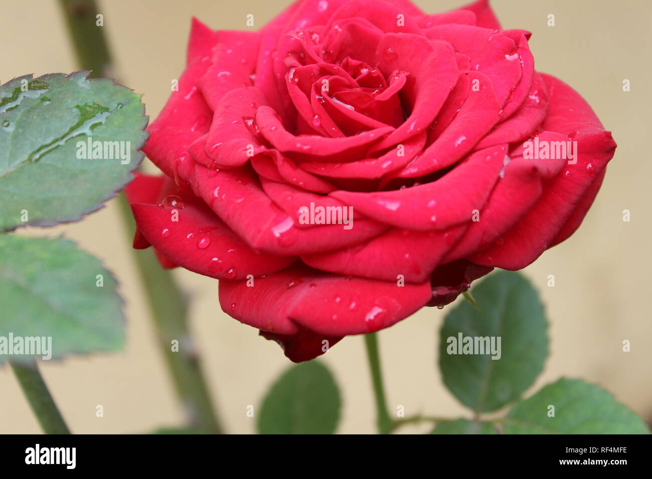 Beautiful red rose and water drop Stock Photo - Alamy
