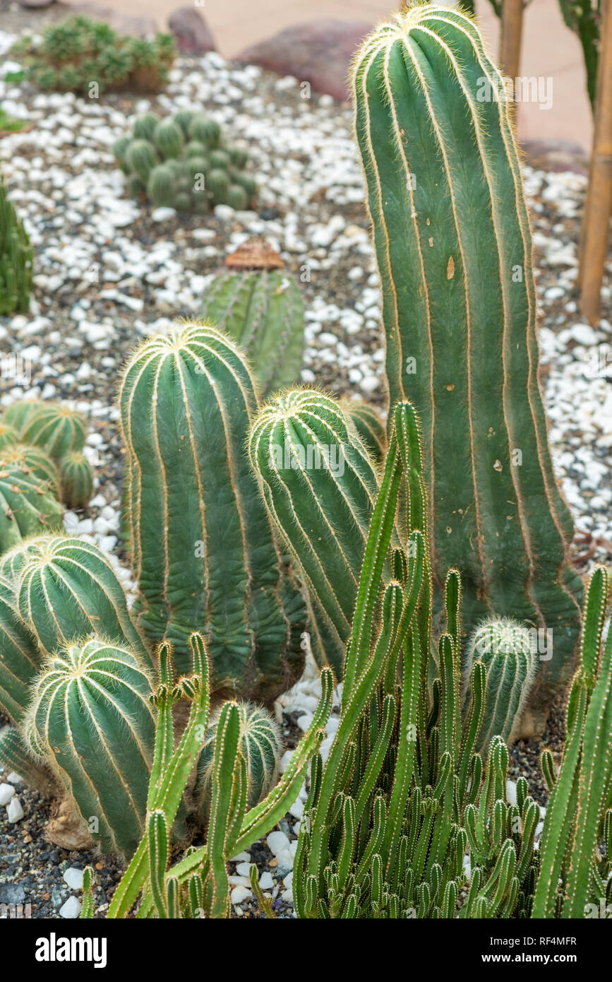 Beautiful small cactus field in Chengdu, China Stock Photo - Alamy