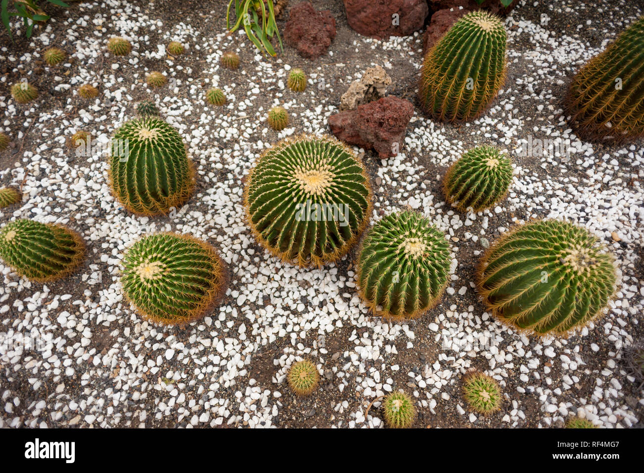 Beautiful small cactus field in Chengdu, China Stock Photo - Alamy