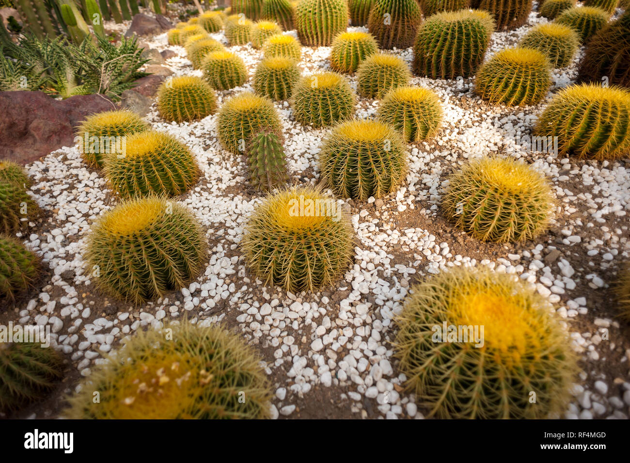 Beautiful small cactus field in Chengdu, China Stock Photo - Alamy
