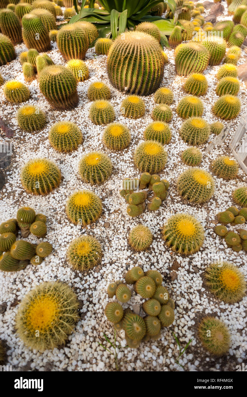 Beautiful small cactus field in Chengdu, China Stock Photo - Alamy