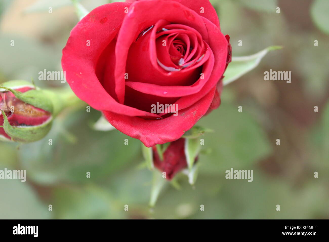 Beautiful red rose and water drop Stock Photo - Alamy