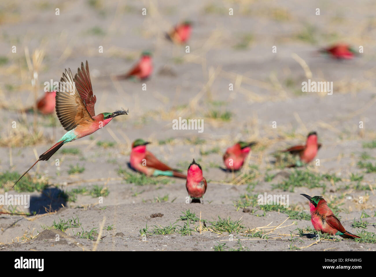 Carmine bee eater botswana hi-res stock photography and images - Alamy