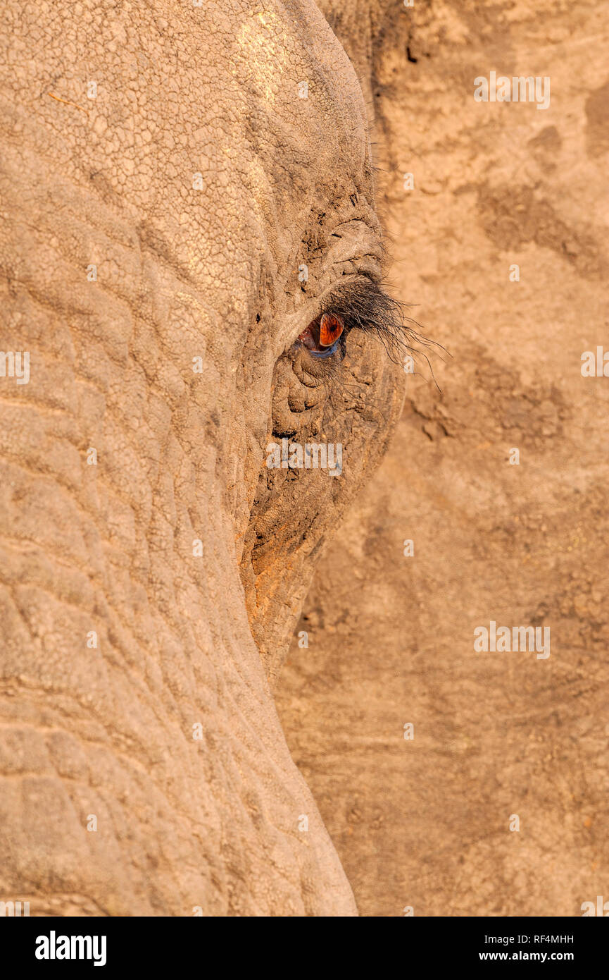 An elephants eye hi-res stock photography and images - Alamy