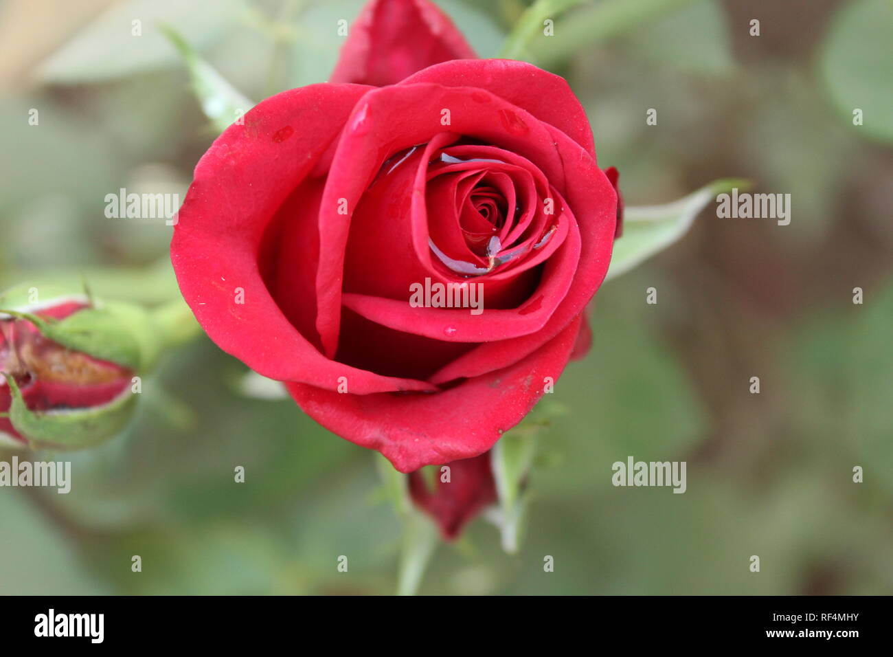 Beautiful red rose and water drop Stock Photo - Alamy