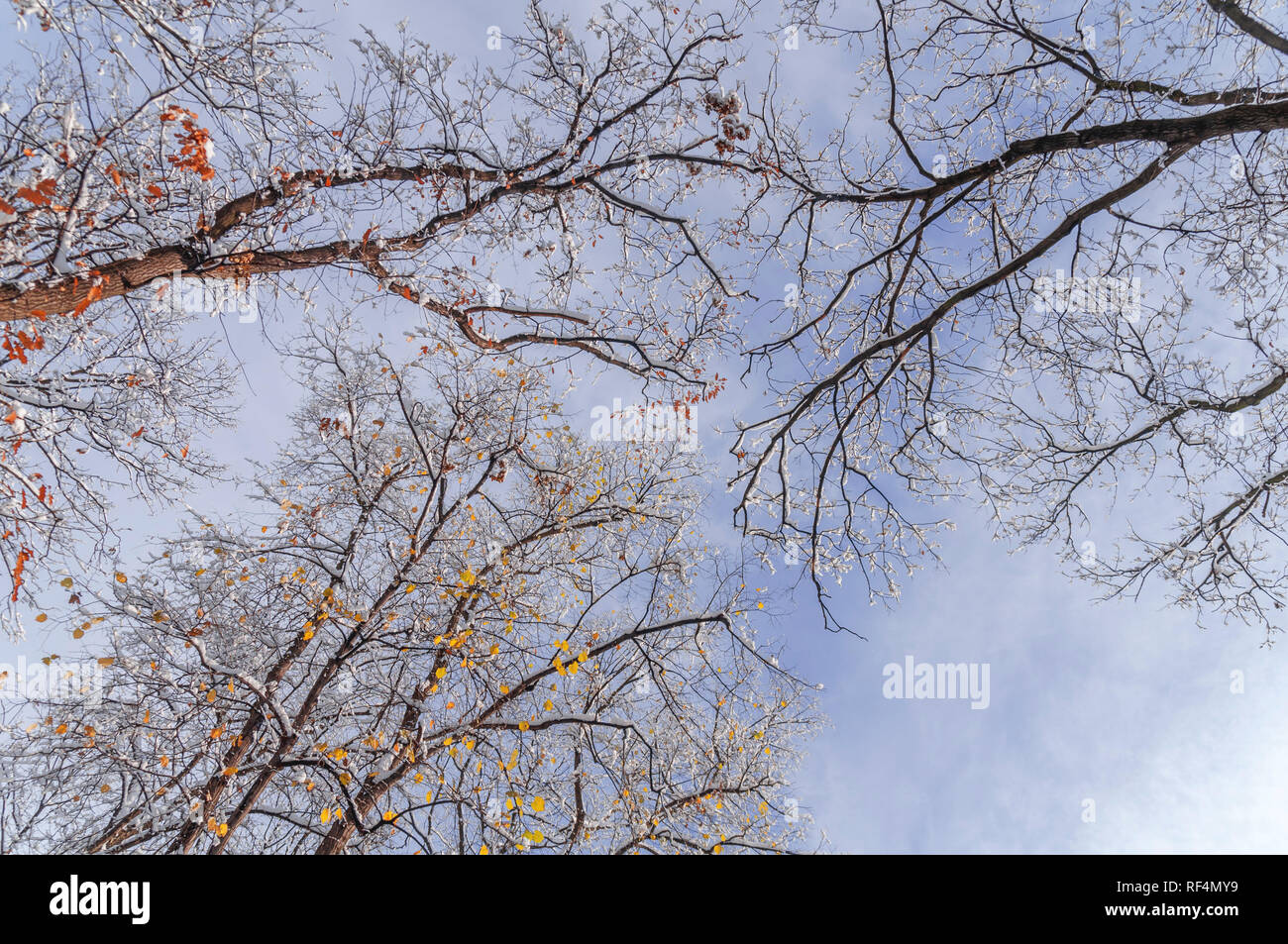 Top view of snow covered forest tree with natural sky background Stock ...