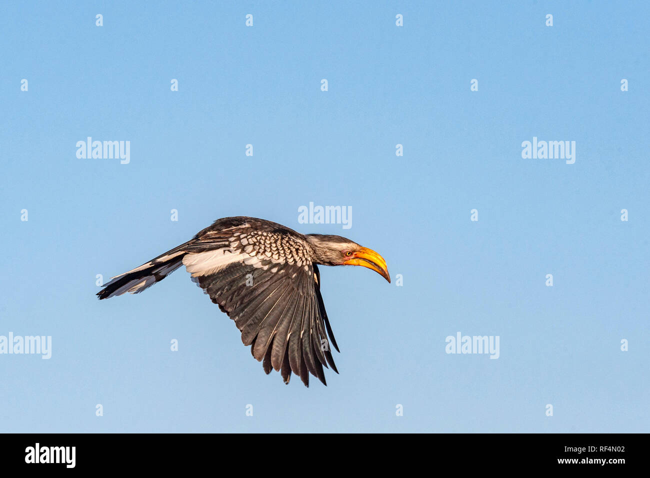 A Southern yellow Billed Hornbill in flight Stock Photo - Alamy