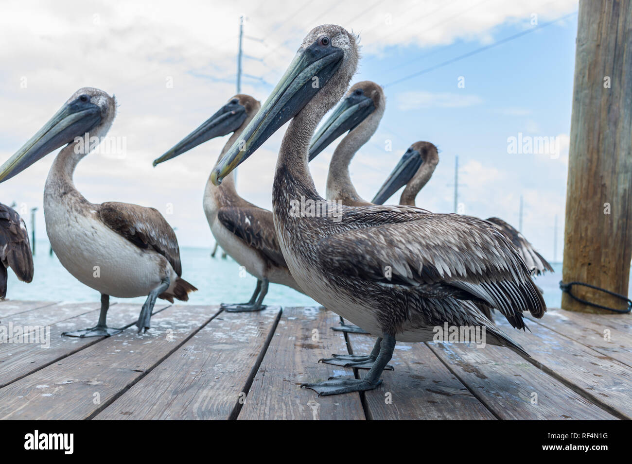 Birds on a dock hi-res stock photography and images - Alamy