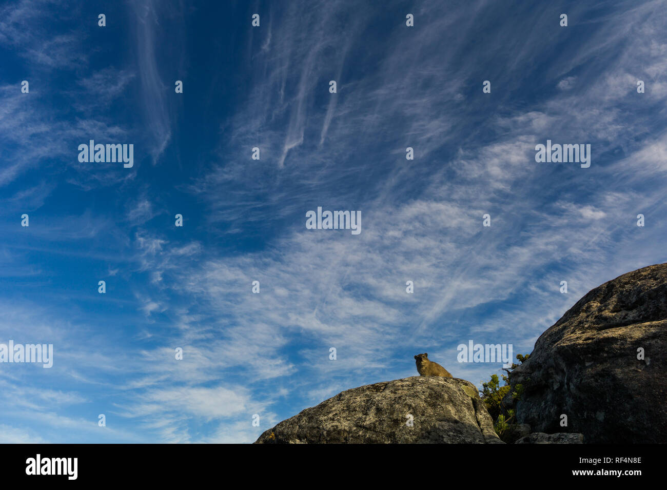 Rock hyrax, Procavia capensis, also known as dassies, thrive in the ...