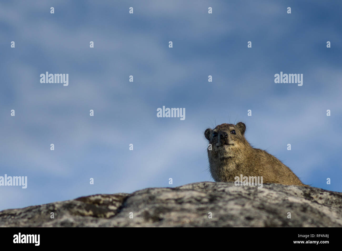 Rock hyrax, Procavia capensis, also known as dassies, thrive in the ...