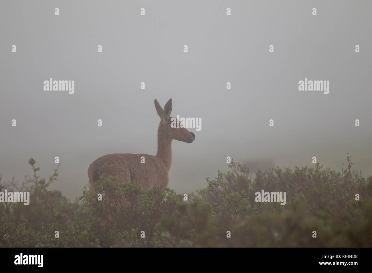 Threatened species africa hi-res stock photography and images - Alamy