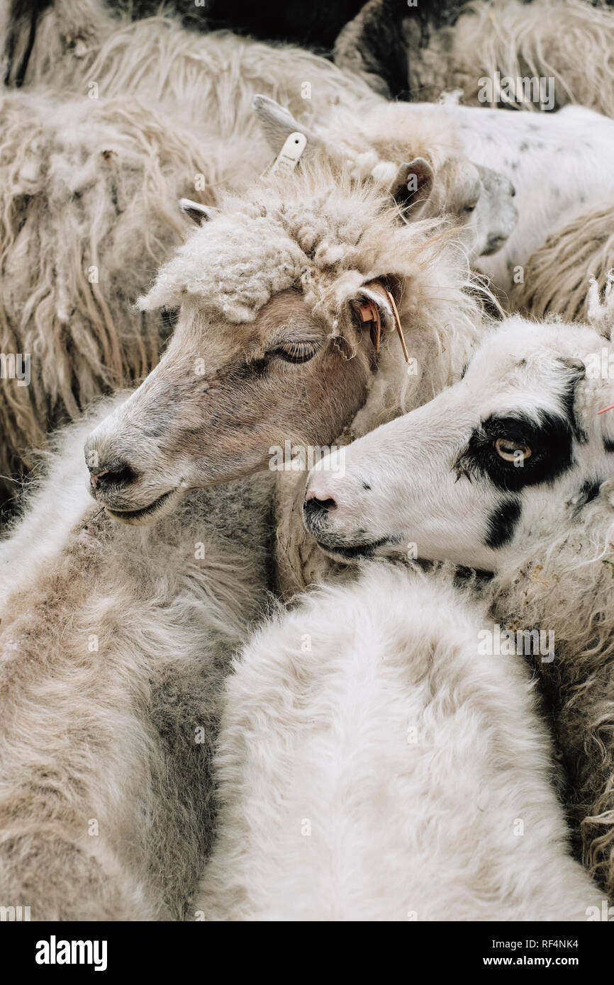 Faroese sheep at shearing time in the small village of Gjogv in Esturoy ...