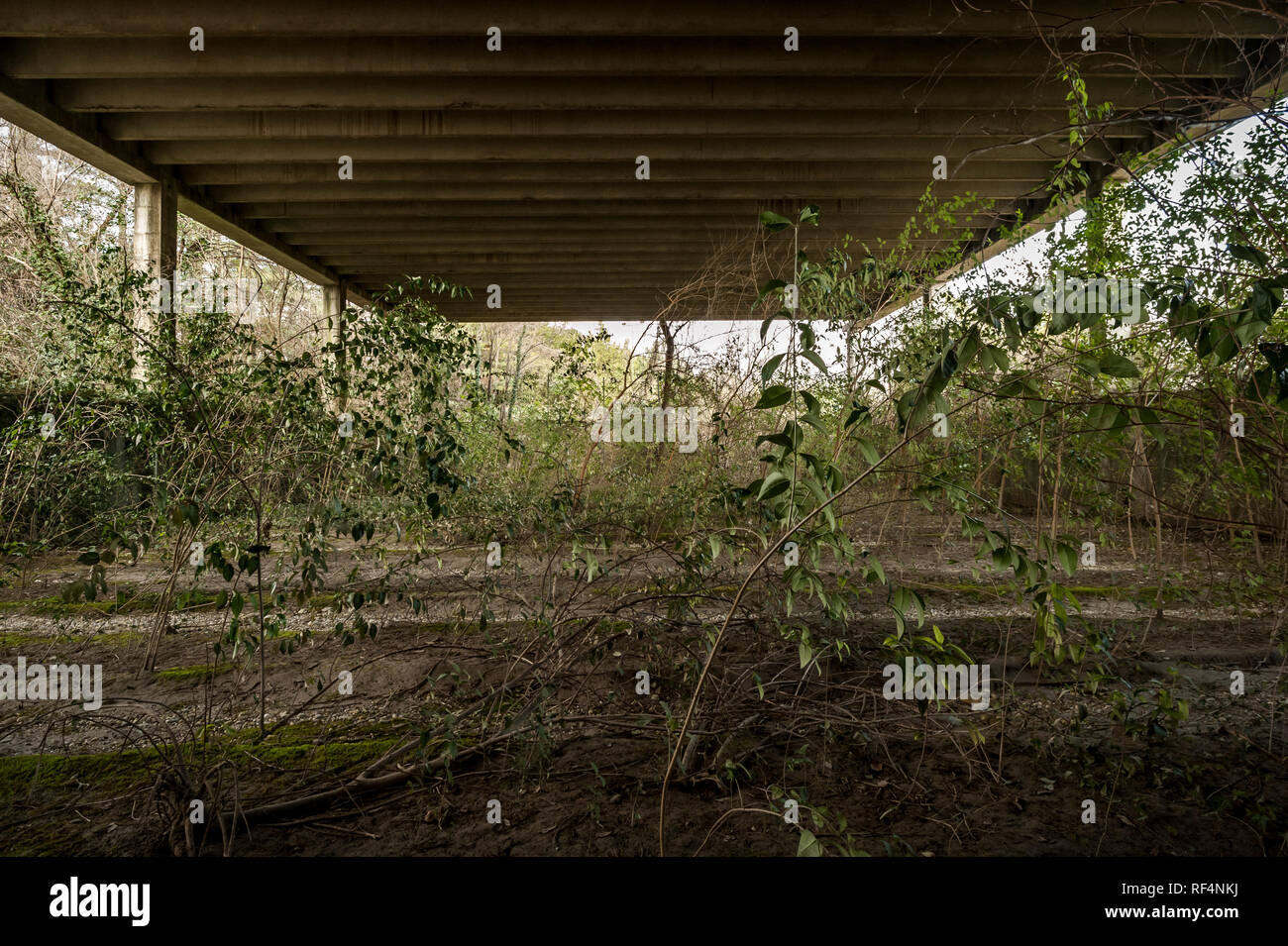 Abandoned shed with spontaneous natural vegetation growth Stock Photo ...