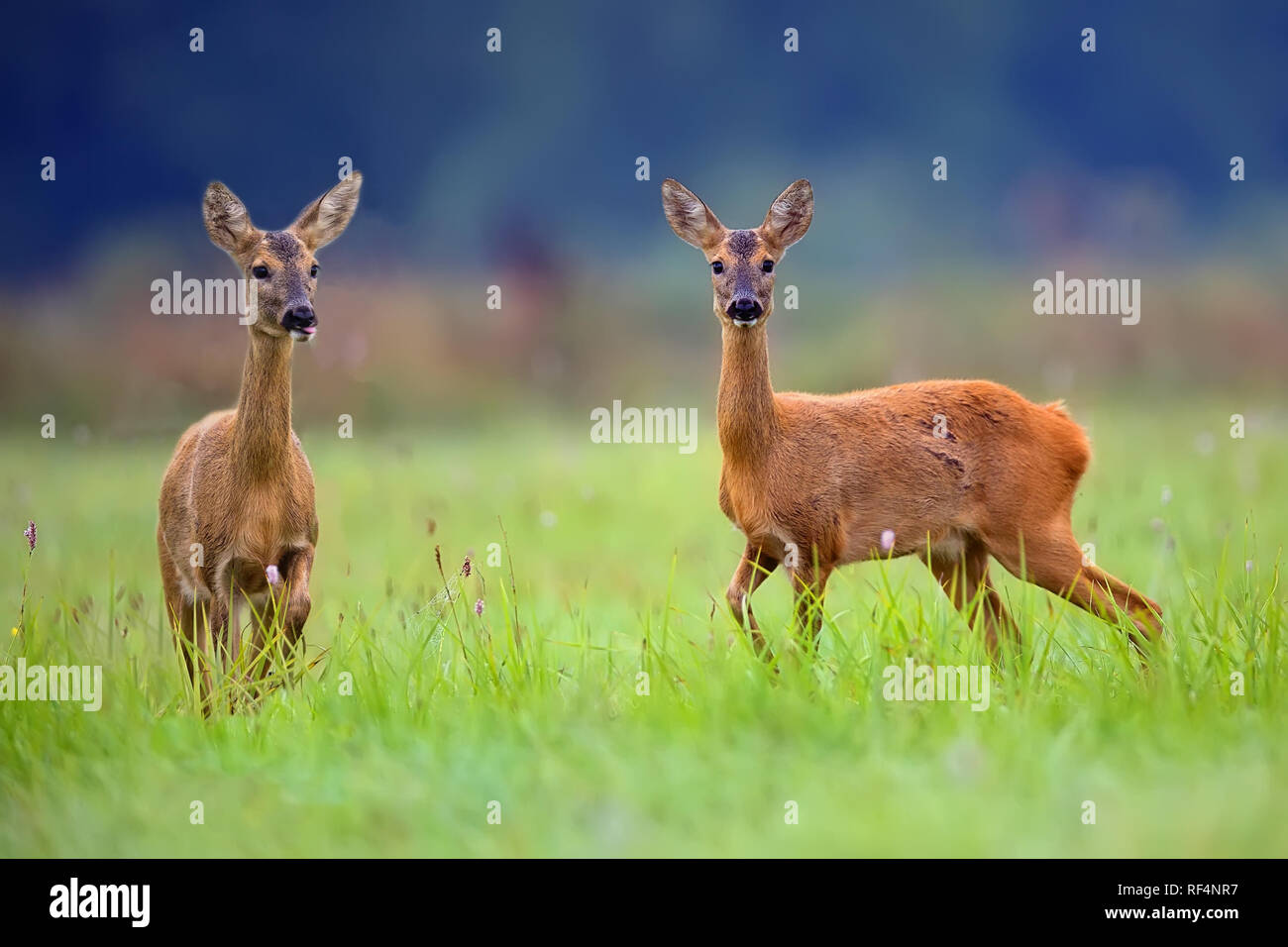 Roe deers resting hi-res stock photography and images - Alamy