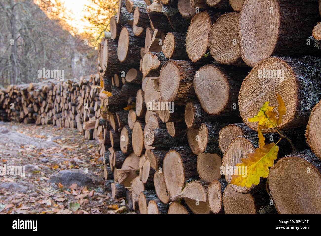 wooden logs material Stock Photo - Alamy